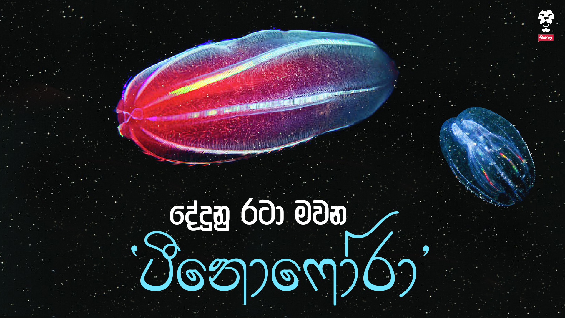 Roar සිංහල දේදුනු රටා මවන ටීනොෆෝරා